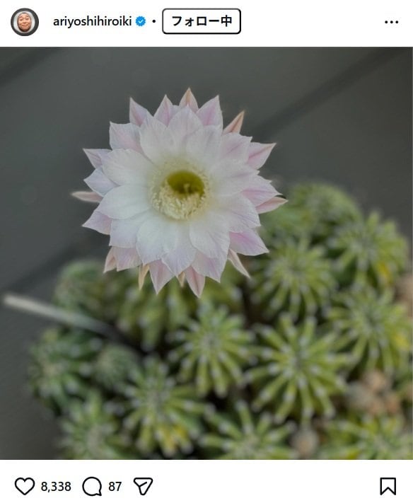 写真 | 有吉弘行「はっきり言って最高です」見事に開花した「サボテン」を紹介。薄ピンクと白の可憐な花に「可愛い〜」「絵画みたい」と称賛の声 ...