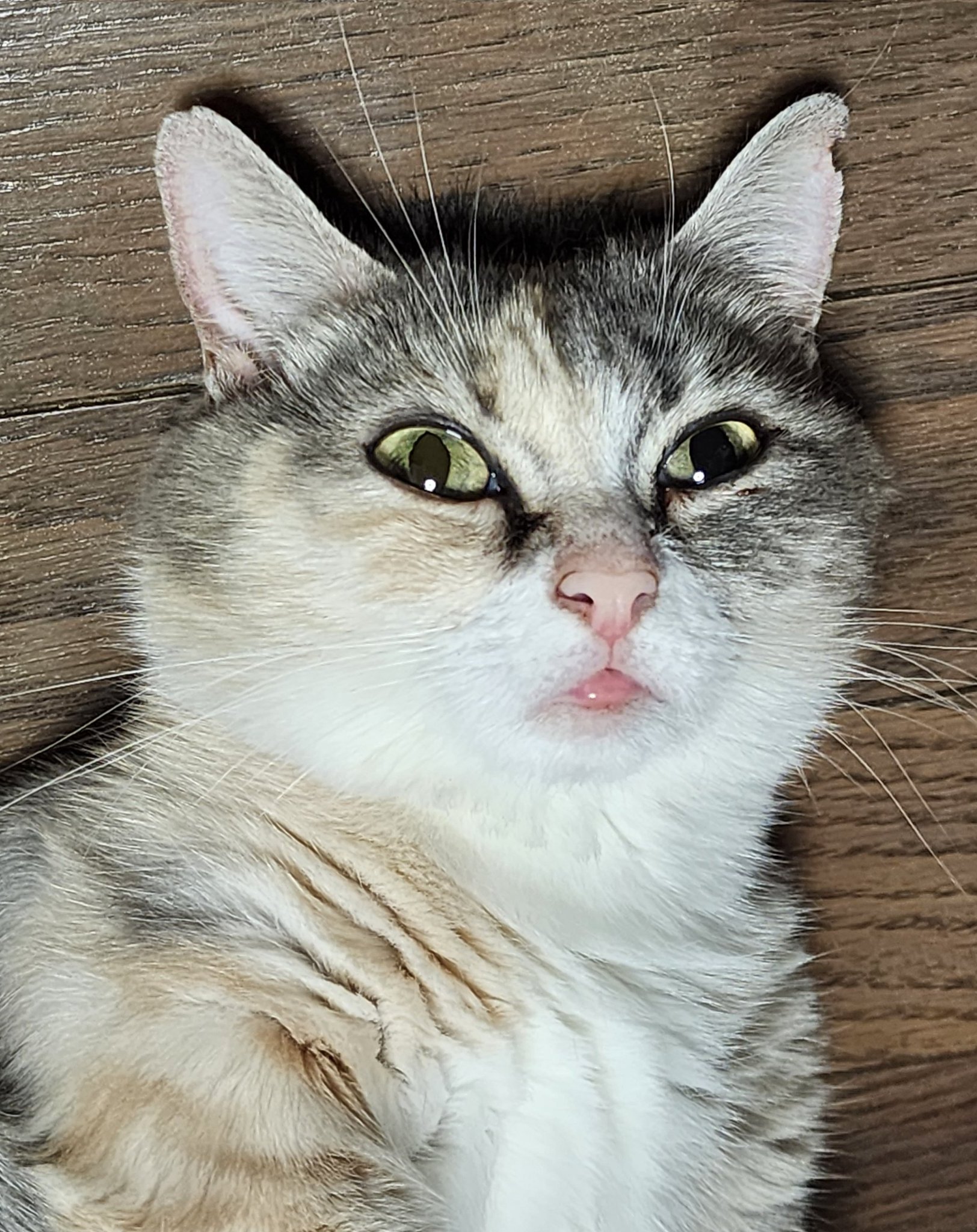 写真 | 「出てる…」舌を出す猫さんの面白かわいい表情がSNSで話題 SNSで人気の犬・猫を写真つきで紹介シリーズ | LIMO | くらしとお金の経済メディア