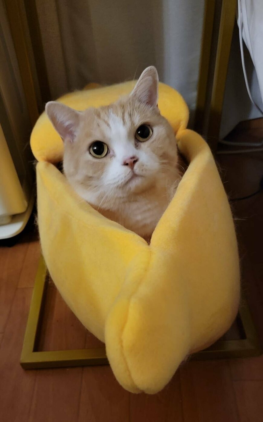 寒くなってきた猫がかわいくてSNSで話題 SNSで人気の犬・猫を写真つきで紹介シリーズ | 2ページ目 | LIMO | くらしとお金の経済メディア