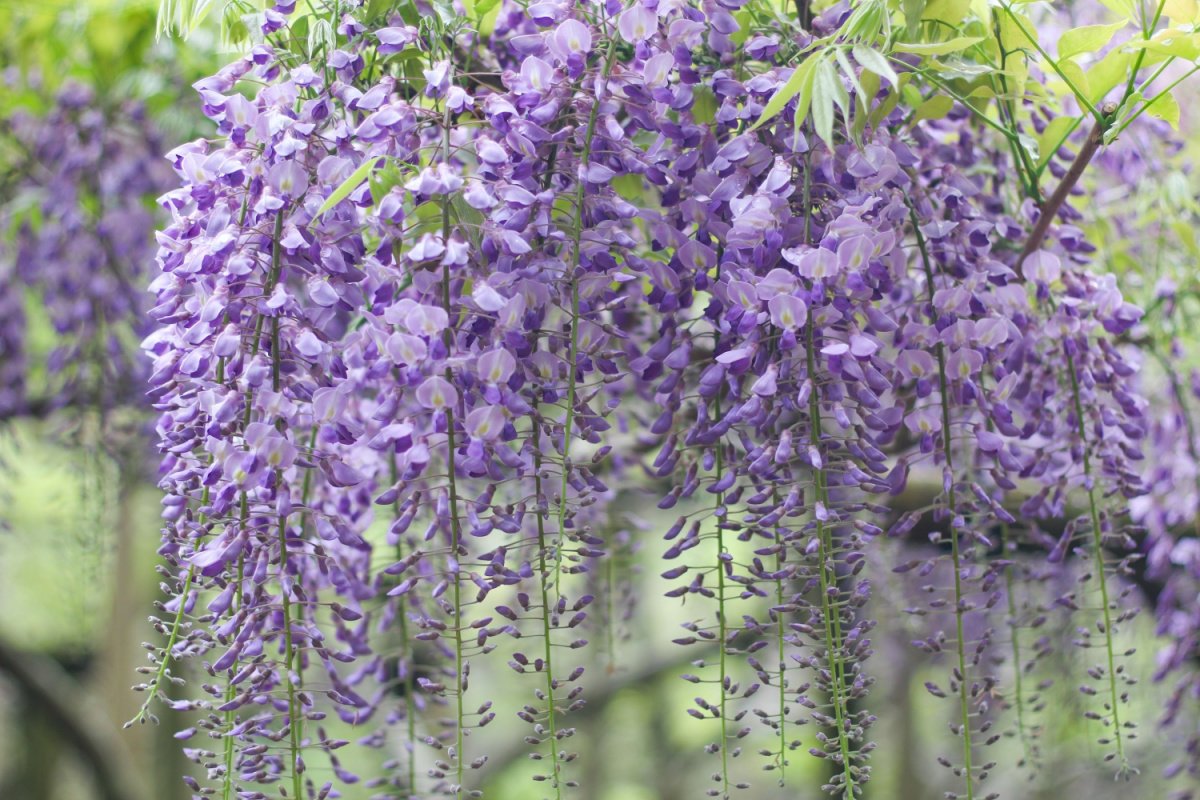 写真 | 【ガーデニング】NHK大河ドラマ【光る君へ】 紫式部「源氏物語」ゆかりの植物「フジ」の魅力や育て方 フジってどんな植物？ おすすめの品種4選 | LIMO | くらしとお金の経済メディア