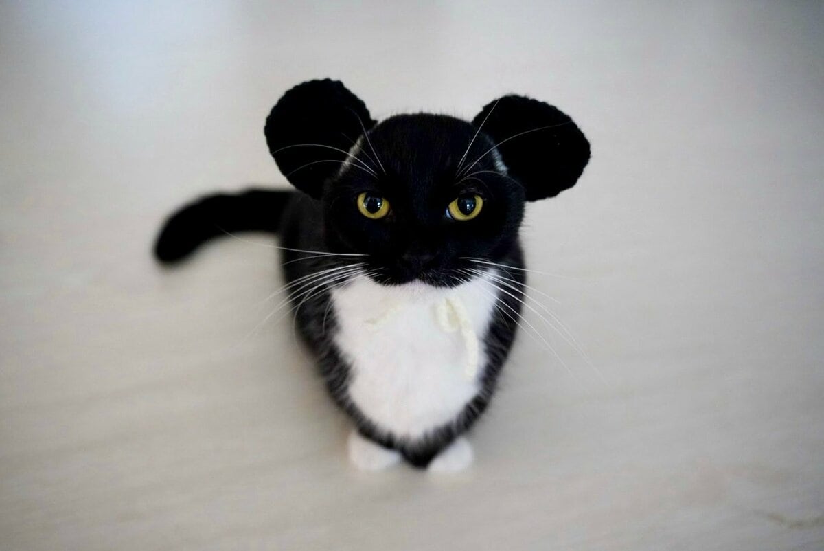 【可愛すぎる未知の生命体】猫さんのユニークな変装に1万2000いいね！『なんじゃこりゃー！』な姿にほっこりする人続出 「ネズミ？猫？エイリアン ...