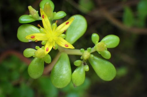 写真 | NHK朝ドラ【らんまん】第12週のサブタイトル「マルバマンネングサ」その魅力や育て方に迫る 「万年草」の名のとおり、強くて寿命が長い常緑の多年草 | LIMO | くらしとお金の経済メディア