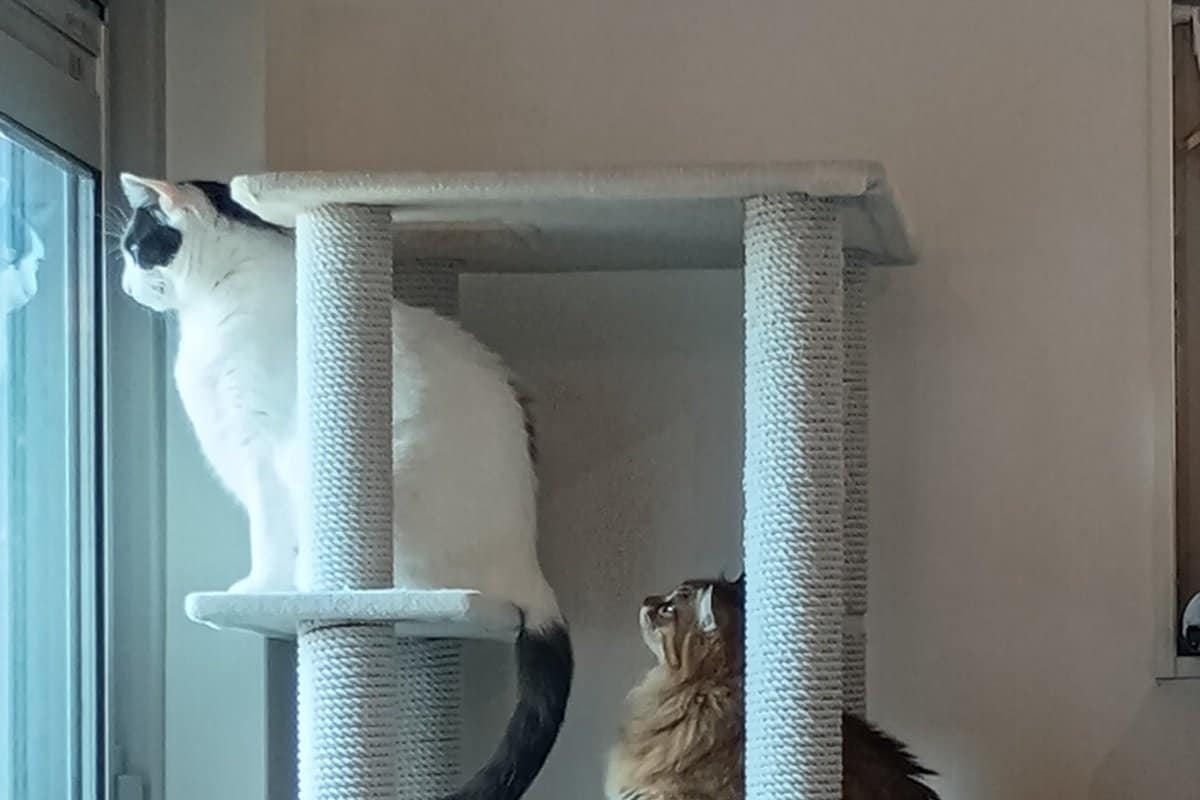 二匹の猫による「ニャルソックをニャルソック」する光景がSNSで話題 別日の「仲良しニャルソック」も必見です | 3ページ目 | LIMO | くらしとお金の経済メディア