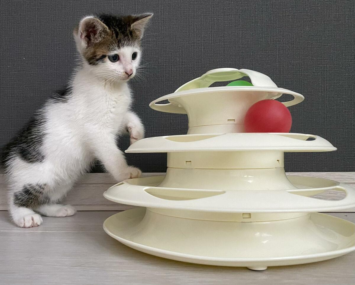 元保護猫が子猫時代に使っていたおもちゃを後輩子猫に見せると…？可愛い光景に癒される 「子猫ホイホイ」「一緒に遊んでくれるかな」などの声 | LIMO | くらしとお金の経済メディア