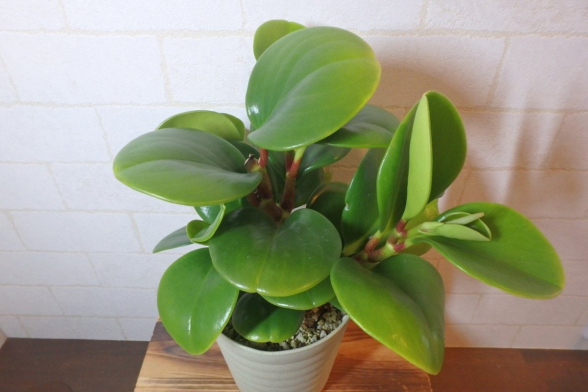 写真 | 【ダイソー】買ってよかった〈110円観葉植物〉ペペロミア1年育ててみました！肉厚の丸葉がキュート 乾燥と暑さに強かった！「ペペロミア」の成長を写真とともにご紹介します | LIMO ...
