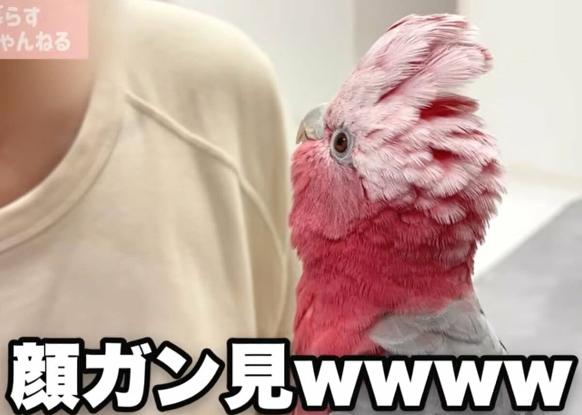【疑うインコ】大好きなパパが顔パックをすると… 予想外の「バケモノ扱い」に笑える | 2ページ目 | LIMO | くらしとお金の経済メディア