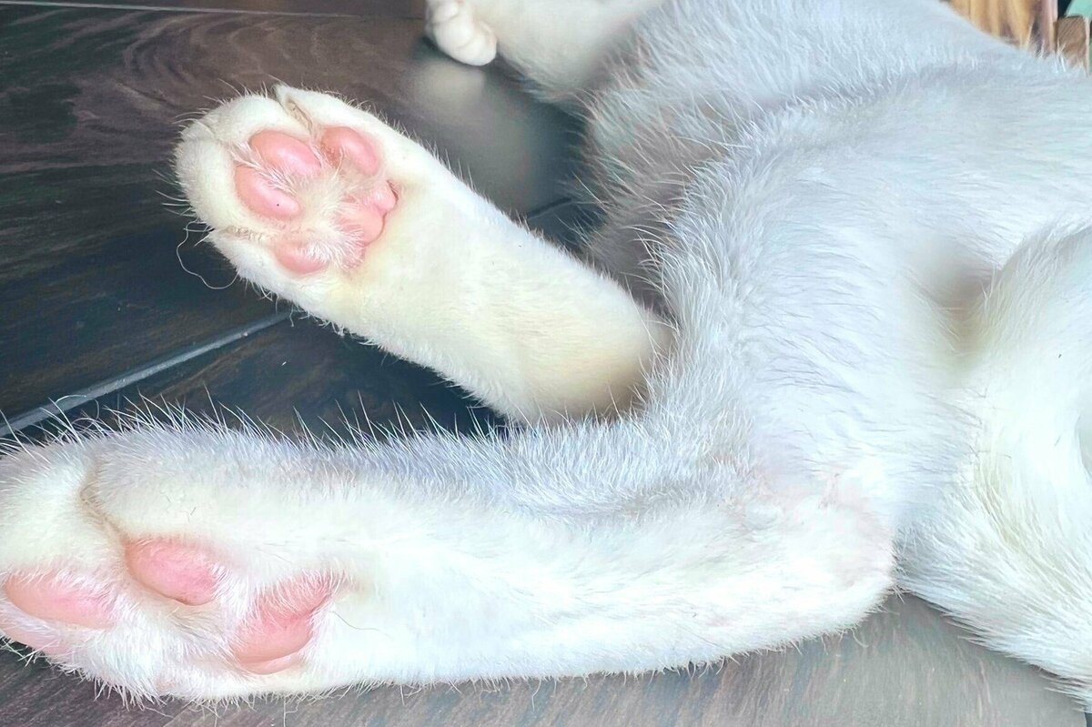 プニプニせずにはいられない！？Twitterで話題の「ネムリアン」綺麗なピンクの肉球を持つ猫が可愛い SNSで人気の犬・猫を写真つきで紹介シリーズ | LIMO | くらしとお金の経済メディア