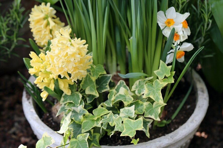 写真 | 【ガーデニング】寄せ植えで一緒に咲かせたい！秋植え球根〈おすすめ組み合わせ3例〉 オシャレな春花壇の準備は今から！寄せ植えが素敵に ...