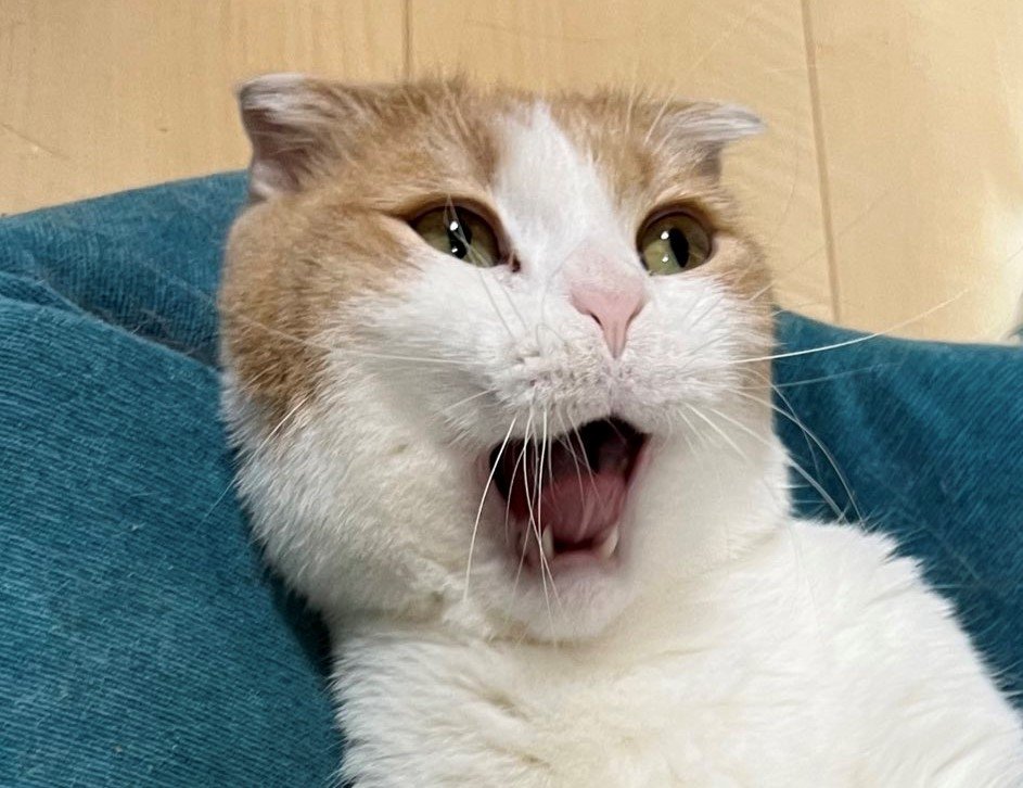 写真 「きゃぁ!」猫さんの見事な驚き顔が話題 可愛い理由にホッコリ Snsで人気の犬・猫を写真つきで紹介シリーズ Limo くらし