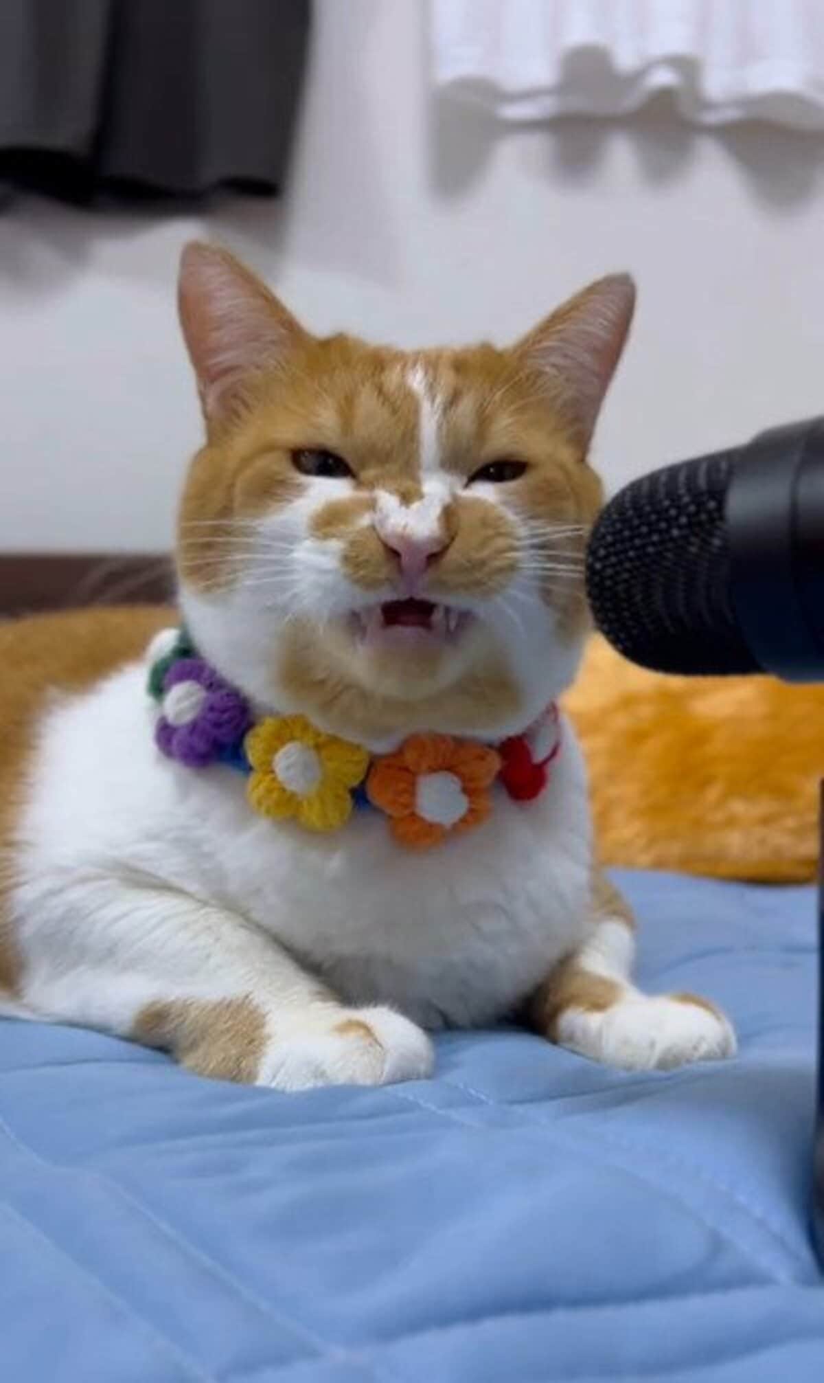 【1万3300回いいね】猫ちゃんのカリカリ音が至高のASMRすぎる「なぜか表情が険しい」 音も表情も楽しめる、最高のコンテンツ「食べてる時の顔も好き」 | 2ページ目 | LIMO | くらし ...