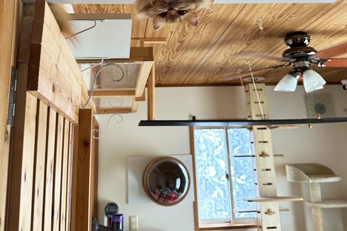 出勤前の見送りが「エグい」猫の行動にSNSで爆笑の声殺到 SNSで人気の犬・猫を写真つきで紹介シリーズ | LIMO | くらしとお金の経済メディア