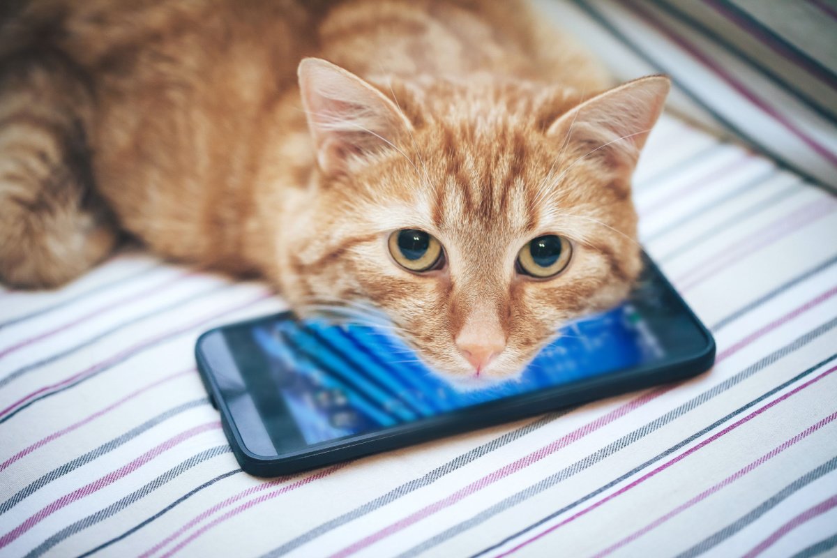 OPPO Reno7 AやXperia Ace IIIが5000円以下！ワイモバイル決算セール | LIMO | くらしとお金の経済メディア