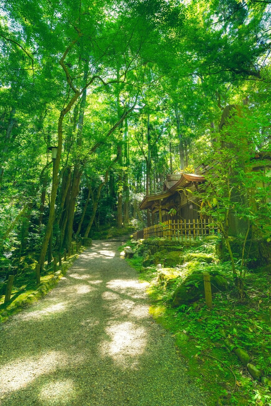 自然と一体化できそう…！？SNSで話題の新緑の写真がまるでジブリ SNSで人気の写真を紹介シリーズ | 2ページ目 | LIMO | くらしとお金の経済メディア