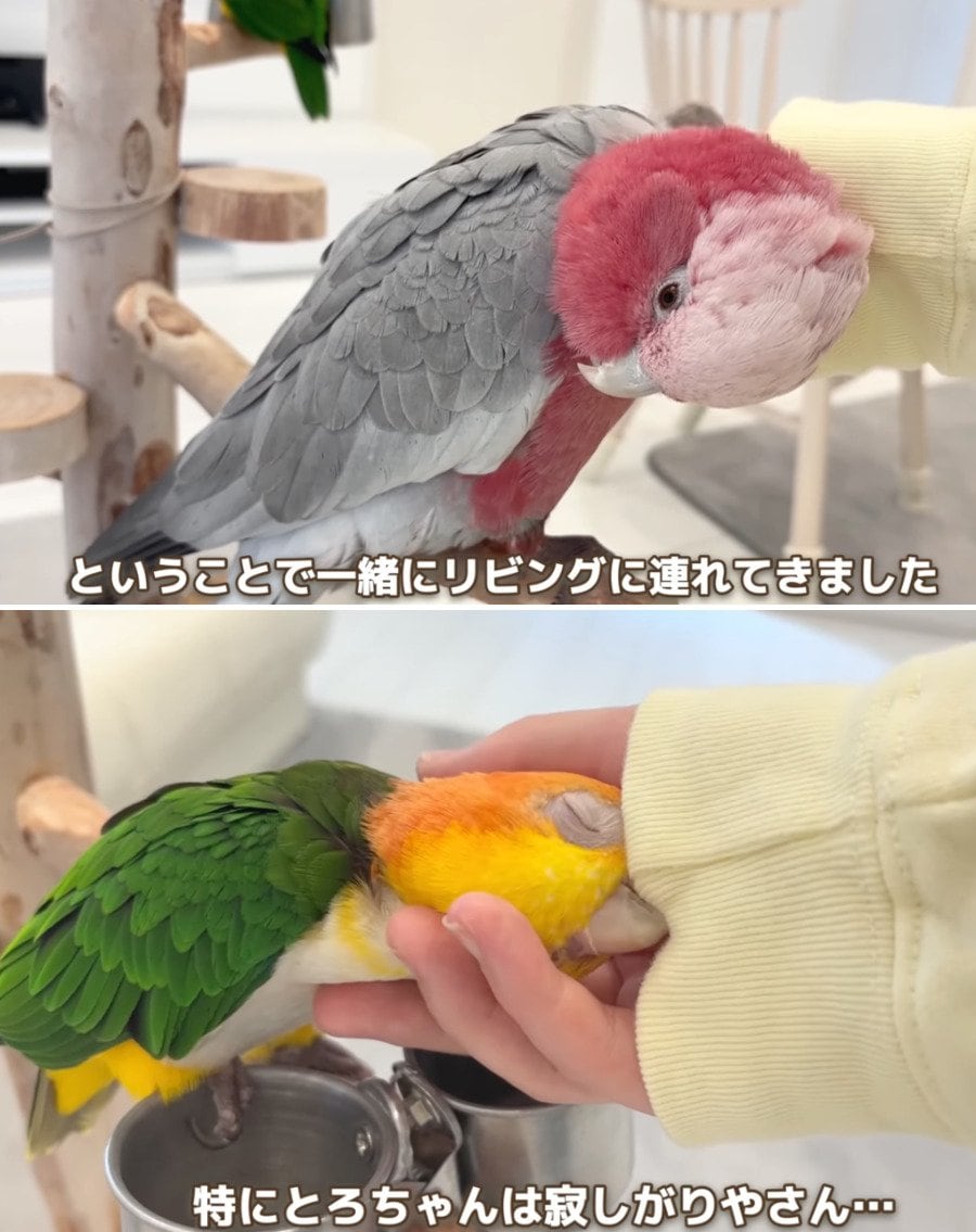 写真 | 【嫉妬するインコ】が意外なイラズラを決行 怒られた後の様子に「その反応は反則級」 | LIMO | くらしとお金の経済メディア
