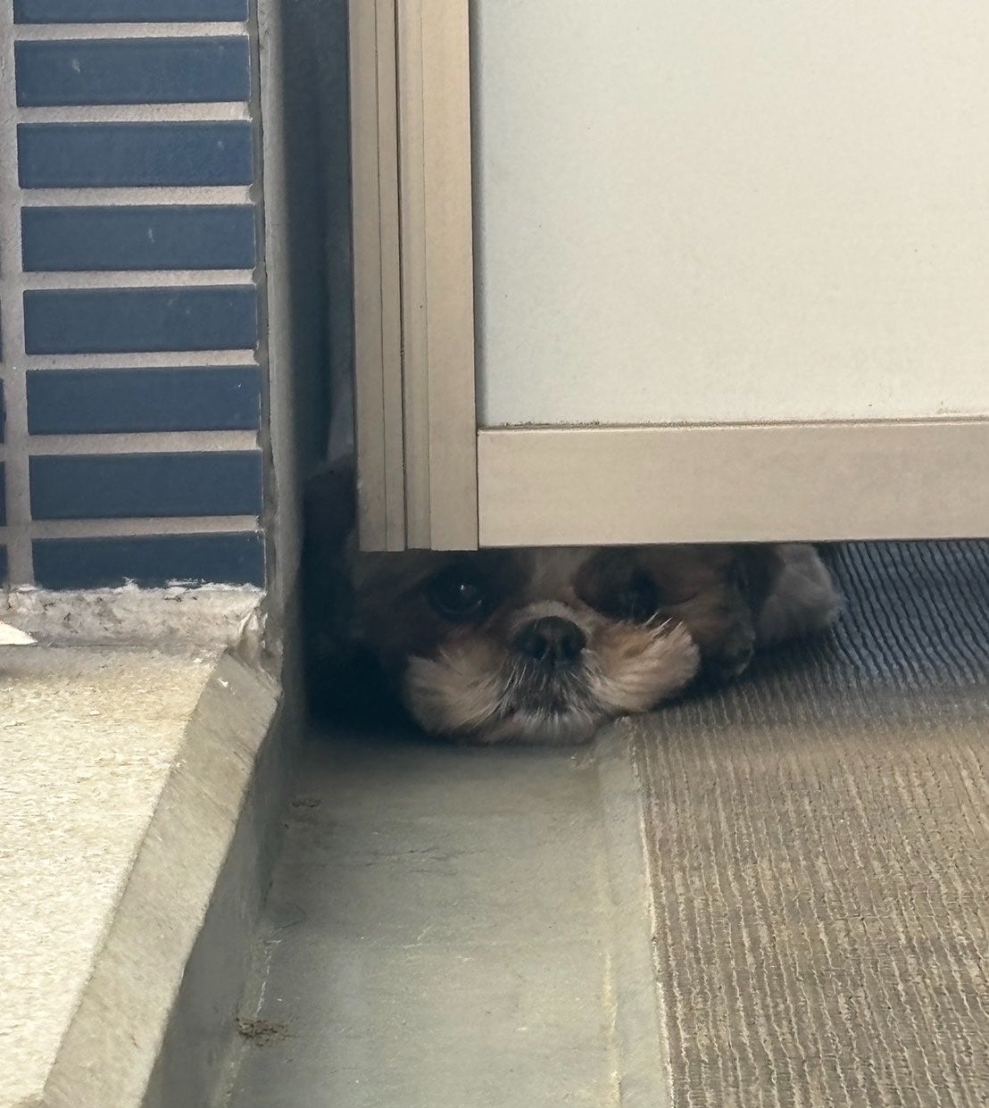 写真 | マンションの隣人から送られてきた「愛犬の写真」 ユニークすぎる姿に笑ってしまう | LIMO | くらしとお金の経済メディア