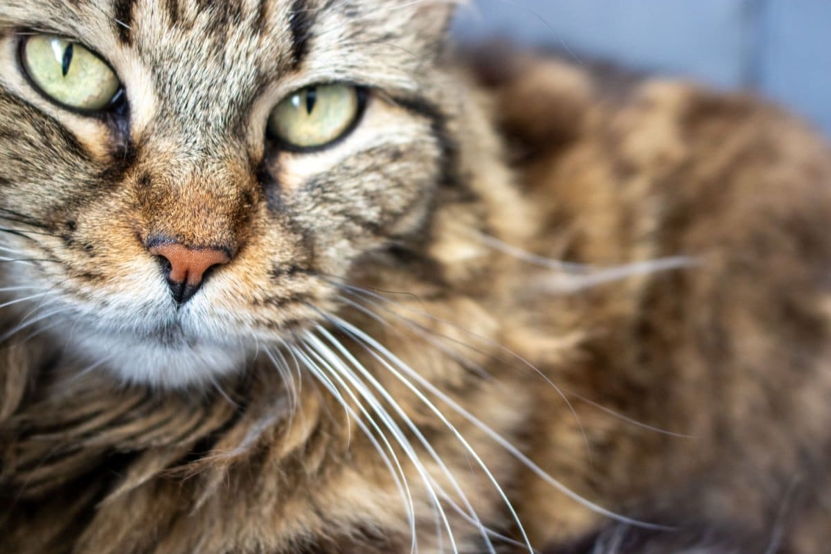 60歳代＆70歳代の貯蓄事情「3000万円保有世帯」VS「貯蓄ゼロ世帯」どちらが多い？比較してみた 〈積立投資シミュレーション〉「60歳で資産3000万円到達」を目指すには、毎月どのくらい投資 ...