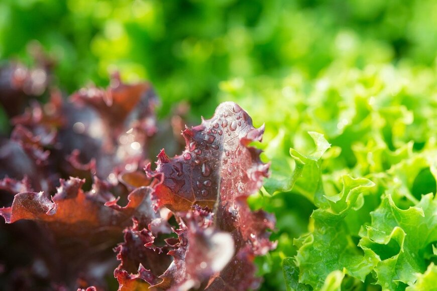 写真 | 【ガーデニング】おうち家庭菜園〈おすすめ野菜7選〉なら簡単＆美味しいから、嬉しい！ すくすく育つ葉物など、初心者にもおすすめの野菜をセレクト | LIMO | くらしとお金の経済メディア