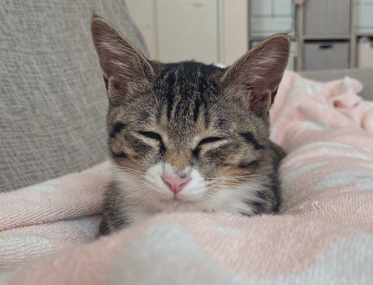 「猫を2匹飼うとどうなる」判明した事実に12万いいね…まさかの光景にホッコリ 共感する猫飼いさんも続々…！ | LIMO | くらしとお金の ...