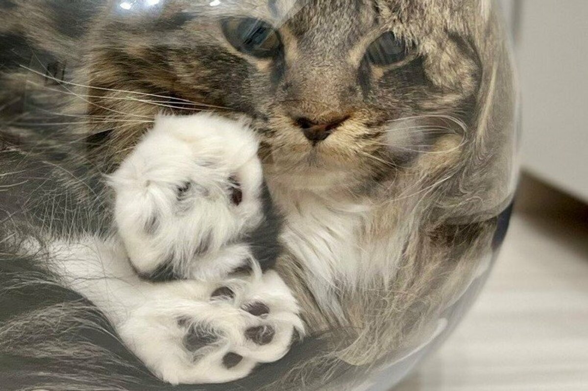 容器に猫が入り込み…まさかの光景に5000バズ「本当に液体」 SNSで人気の犬・猫を写真つきで紹介シリーズ | LIMO | くらしとお金の経済メディア