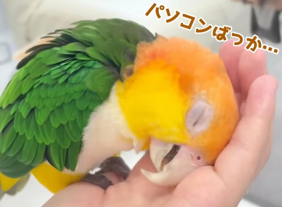写真 | 【嫉妬するインコ】が意外なイラズラを決行 怒られた後の様子に「その反応は反則級」 | LIMO | くらしとお金の経済メディア